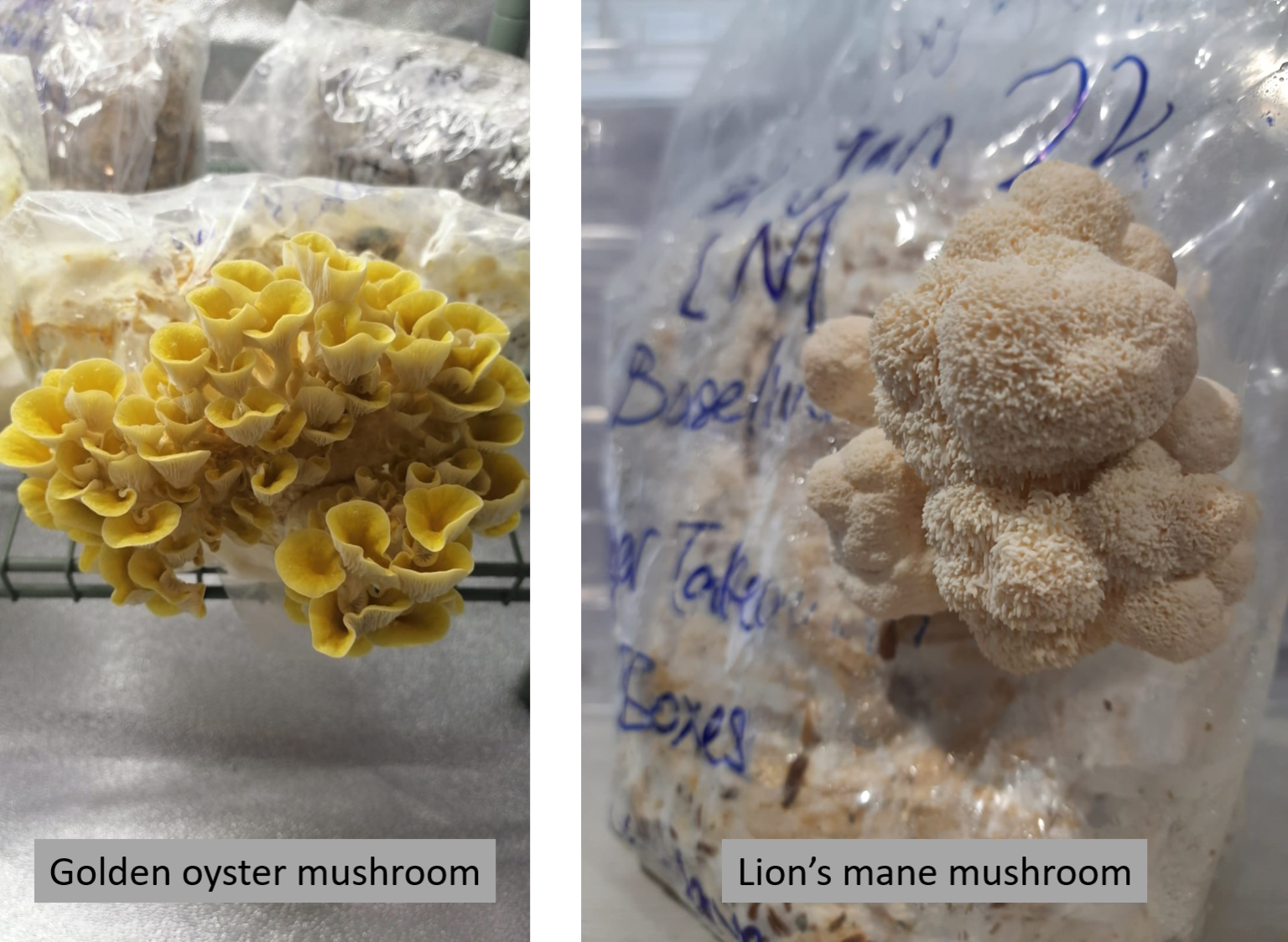 Turning Waste to Food: Cultivating Mushrooms Using Food-Soiled Paper ...