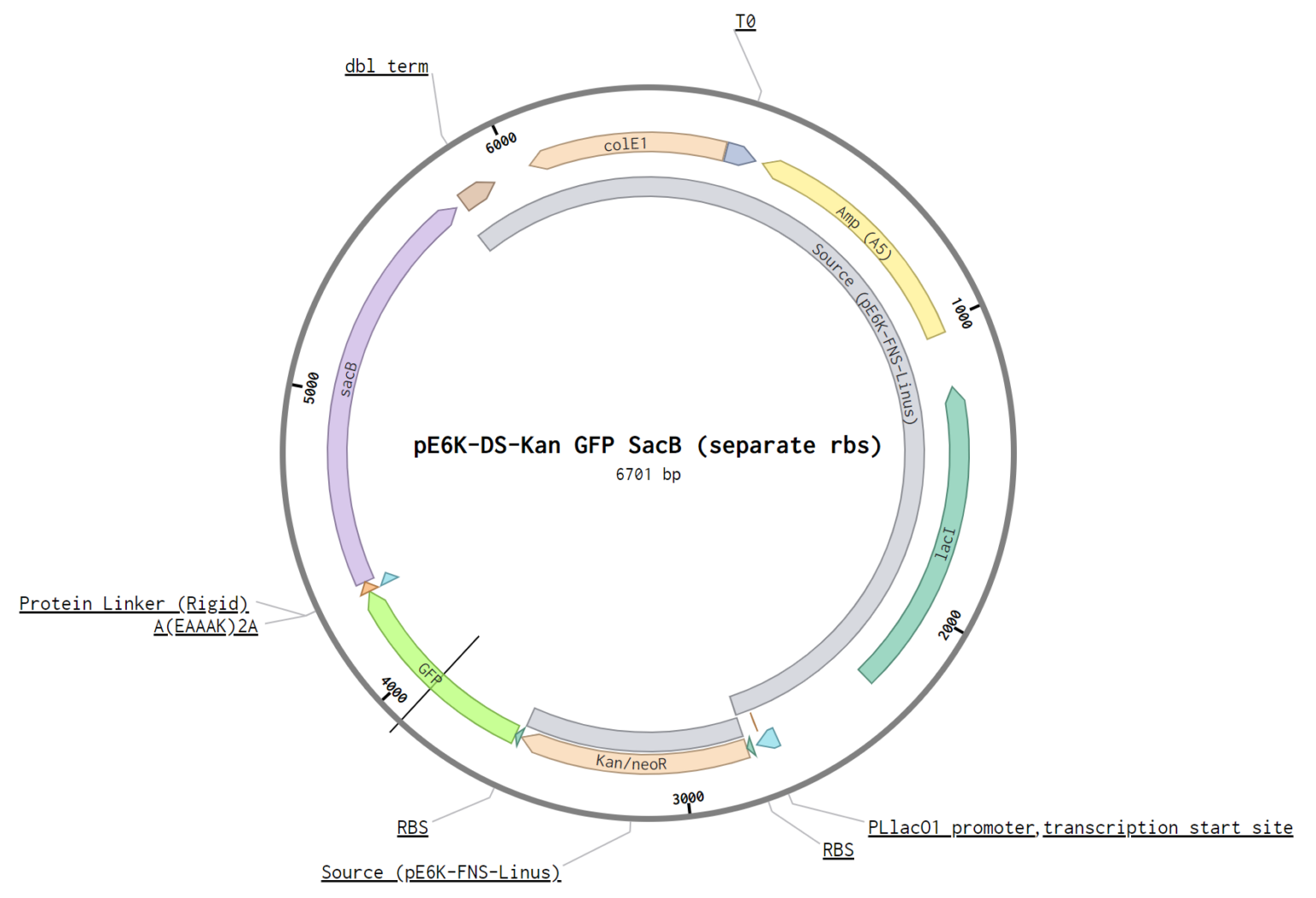 Bidirectional selection system for continuous directed evolution in E ...