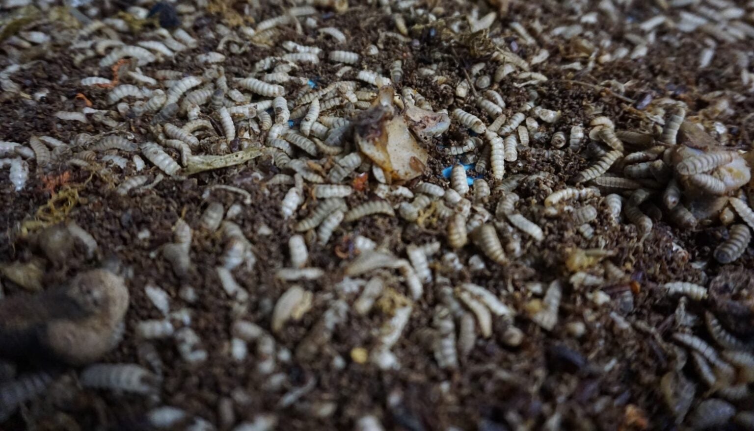 Smart food waste recycling system using black soldier fly larvae ...