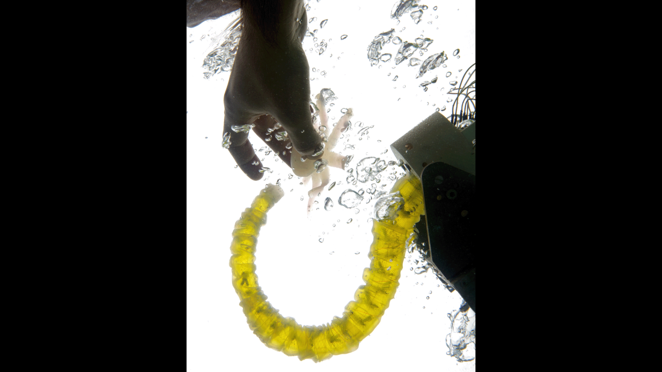 Q&A: Prof Cecilia Laschi on soft robotics and the octopus - College of ...