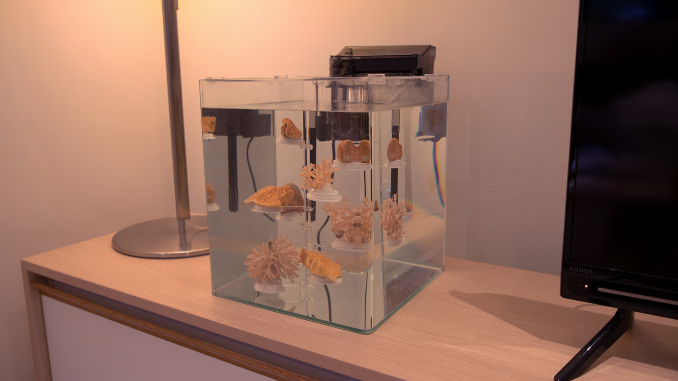 Conservation kit encourages public to grow coral at home - College of Design and Engineering