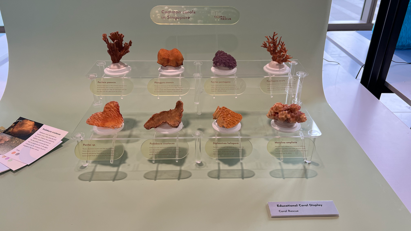 Conservation kit encourages public to grow coral at home - College of Design and Engineering