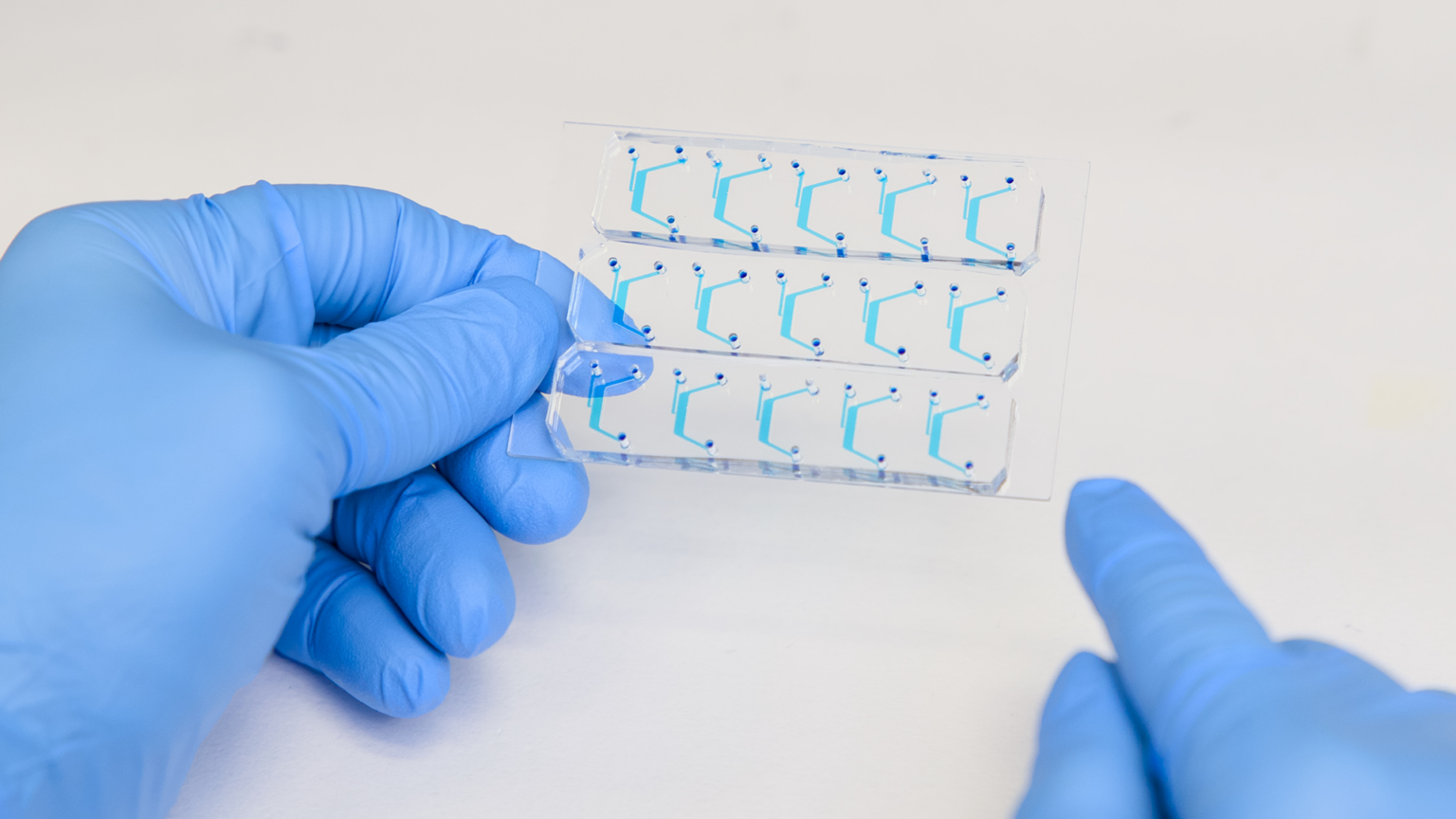 'Gut-on-a-chip' promises breakthroughs in health research - College of ...