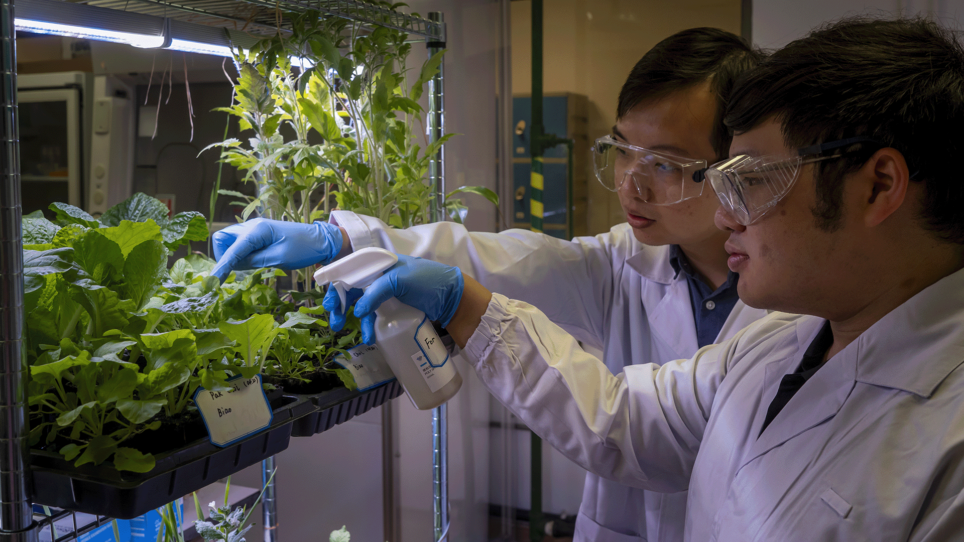 Nanoparticle smart spray helps crops block infection before it starts ...